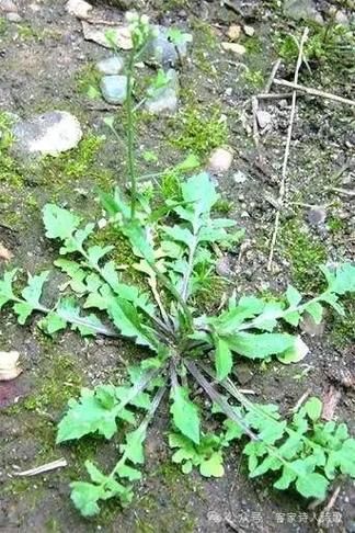 荠怎么读音_荠字拼音与组词-第2张图片-山城妙识 荠怎么读音_荠字拼音与组词-第2张图片-山城妙识