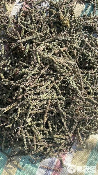 荆芥穗与荆芥区别功效与作用_荆芥穗能代替荆芥吗-第3张图片-山城妙识 荆芥穗与荆芥区别功效与作用_荆芥穗能代替荆芥吗-第3张图片-山城妙识