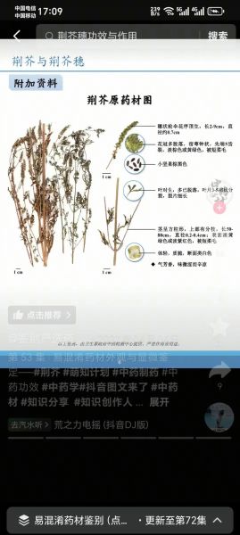 荆芥穗与荆芥区别功效与作用_荆芥穗能代替荆芥吗-第1张图片-山城妙识 荆芥穗与荆芥区别功效与作用_荆芥穗能代替荆芥吗-第1张图片-山城妙识