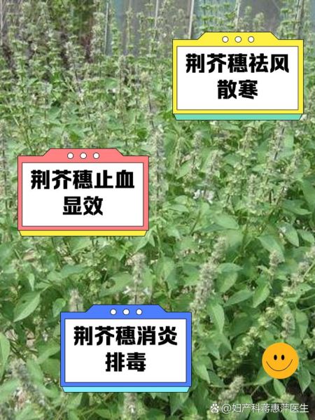 荆芥穗与荆芥区别功效与作用_荆芥穗能代替荆芥吗-第2张图片-山城妙识 荆芥穗与荆芥区别功效与作用_荆芥穗能代替荆芥吗-第2张图片-山城妙识