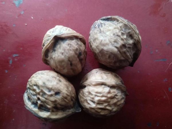 分心木多少钱一斤_分心木价格行情-第1张图片-山城妙识 分心木多少钱一斤_分心木价格行情-第1张图片-山城妙识