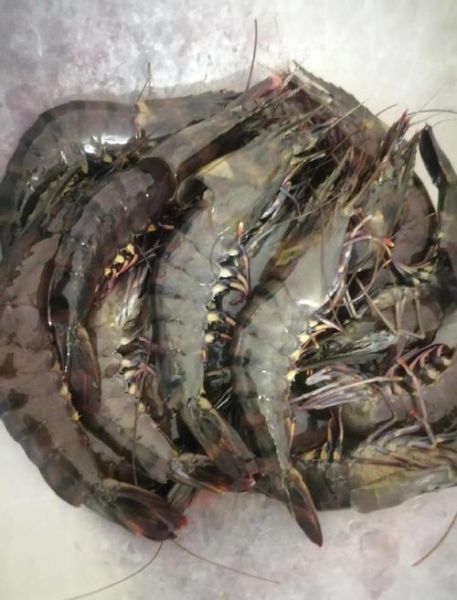 草虾养殖需要什么条件_草虾养殖水质要求-第1张图片-山城妙识 草虾养殖需要什么条件_草虾养殖水质要求-第1张图片-山城妙识