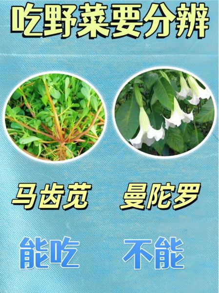 野菜大全图片_如何识别可食用野菜-第1张图片-山城妙识 野菜大全图片_如何识别可食用野菜-第1张图片-山城妙识