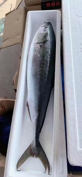 鲅鱼图片高清_鲅鱼高清图怎么拍-第1张图片-山城妙识 鲅鱼图片高清_鲅鱼高清图怎么拍-第1张图片-山城妙识