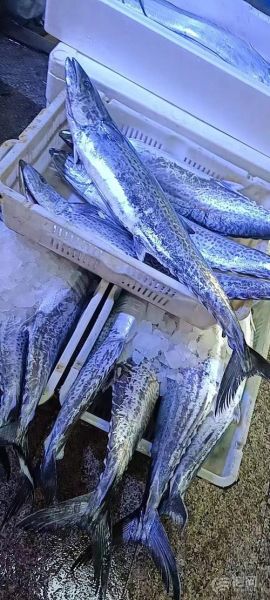 鲅鱼图片高清_鲅鱼高清图怎么拍-第3张图片-山城妙识 鲅鱼图片高清_鲅鱼高清图怎么拍-第3张图片-山城妙识