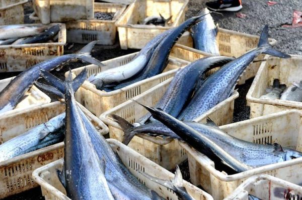 鲅鱼图片高清_鲅鱼高清图怎么拍-第2张图片-山城妙识 鲅鱼图片高清_鲅鱼高清图怎么拍-第2张图片-山城妙识