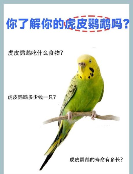 鹦鹉吃什么_鹦鹉不能吃什么-第3张图片-山城妙识 鹦鹉吃什么_鹦鹉不能吃什么-第3张图片-山城妙识