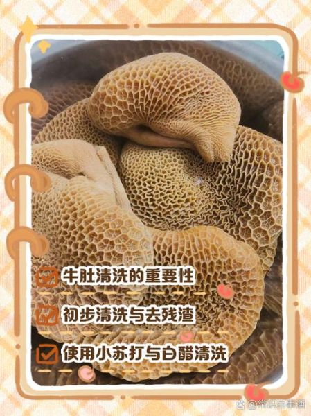 生牛肚怎么清洗_生牛肚图片大全大图-第1张图片-山城妙识 生牛肚怎么清洗_生牛肚图片大全大图-第1张图片-山城妙识