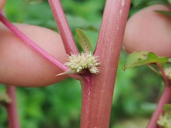 野苋菜在农村叫什么_野苋菜的土名有哪些-第1张图片-山城妙识 野苋菜在农村叫什么_野苋菜的土名有哪些-第1张图片-山城妙识