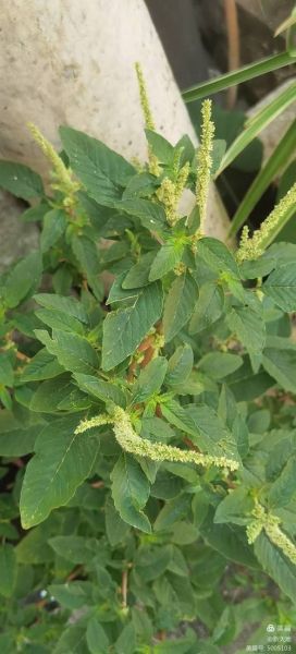 野苋菜在农村叫什么_野苋菜的土名有哪些-第3张图片-山城妙识 野苋菜在农村叫什么_野苋菜的土名有哪些-第3张图片-山城妙识