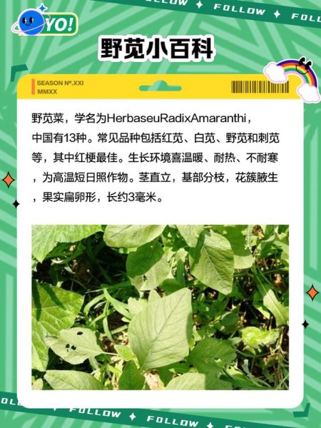 野苋菜在农村叫什么_野苋菜的土名有哪些-第2张图片-山城妙识 野苋菜在农村叫什么_野苋菜的土名有哪些-第2张图片-山城妙识