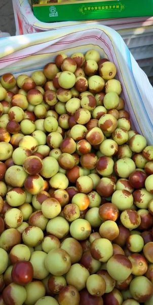 河北沧州有什么特产_沧州十大特产有哪些-第1张图片-山城妙识 河北沧州有什么特产_沧州十大特产有哪些-第1张图片-山城妙识