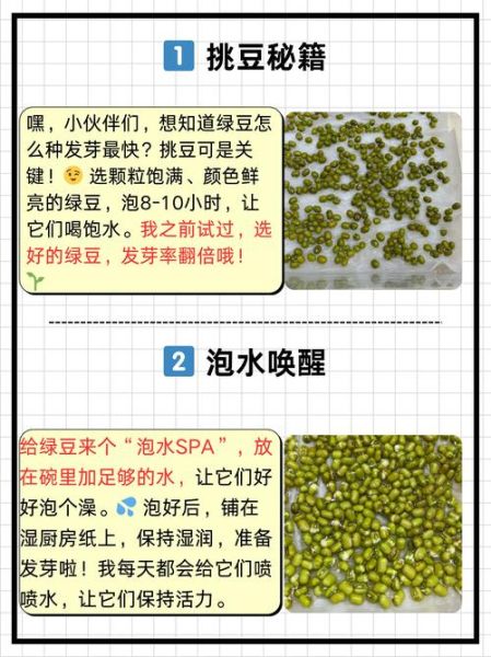 绿豆怎么发芽最快_绿豆发芽最快的方法-第1张图片-山城妙识 绿豆怎么发芽最快_绿豆发芽最快的方法-第1张图片-山城妙识