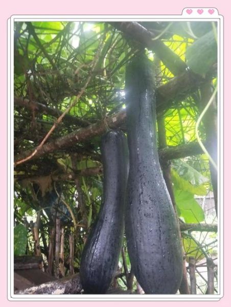 长吊瓜的功效与作用_长吊瓜怎么吃最营养-第2张图片-山城妙识 长吊瓜的功效与作用_长吊瓜怎么吃最营养-第2张图片-山城妙识