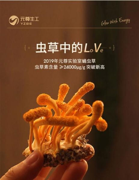 蚕蛹虫草的功效与作用_蚕蛹虫草怎么吃效果最好-第1张图片-山城妙识 蚕蛹虫草的功效与作用_蚕蛹虫草怎么吃效果最好-第1张图片-山城妙识