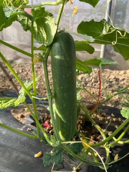 长吊瓜的功效与作用_长吊瓜怎么吃最营养-第3张图片-山城妙识 长吊瓜的功效与作用_长吊瓜怎么吃最营养-第3张图片-山城妙识