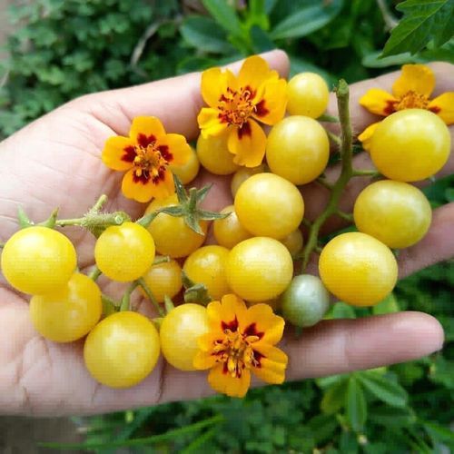 醋栗番茄怎么种_醋栗番茄好吃吗-第1张图片-山城妙识