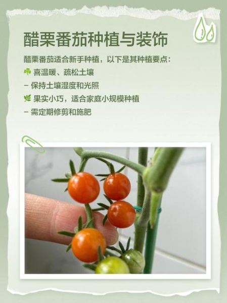 醋栗番茄怎么种_醋栗番茄好吃吗-第2张图片-山城妙识