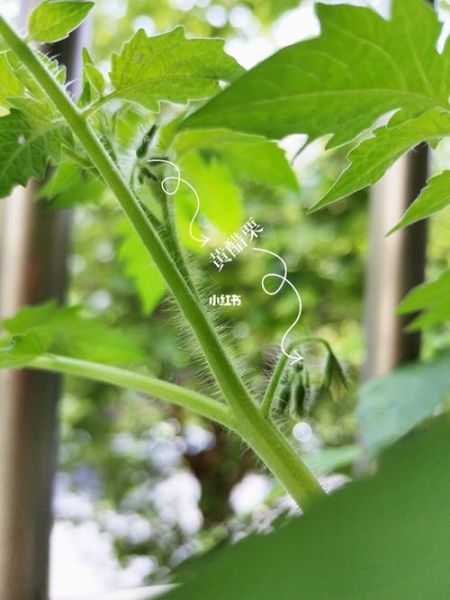 醋栗番茄怎么种_醋栗番茄好吃吗-第3张图片-山城妙识