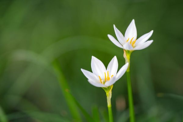 葱兰花期多久_葱兰一年开几次花-第1张图片-山城妙识 葱兰花期多久_葱兰一年开几次花-第1张图片-山城妙识
