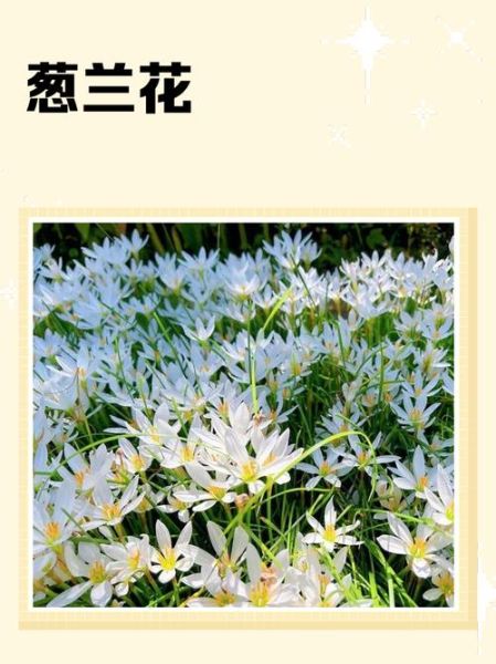 葱兰花期多久_葱兰一年开几次花-第2张图片-山城妙识 葱兰花期多久_葱兰一年开几次花-第2张图片-山城妙识