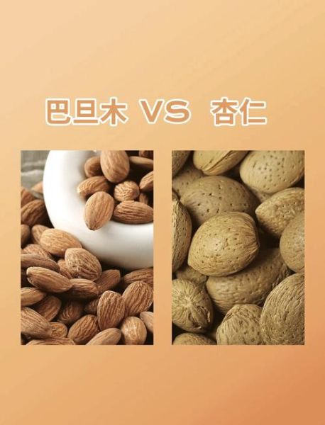美国大杏仁和巴旦木一样吗_营养价值区别-第2张图片-山城妙识 美国大杏仁和巴旦木一样吗_营养价值区别-第2张图片-山城妙识