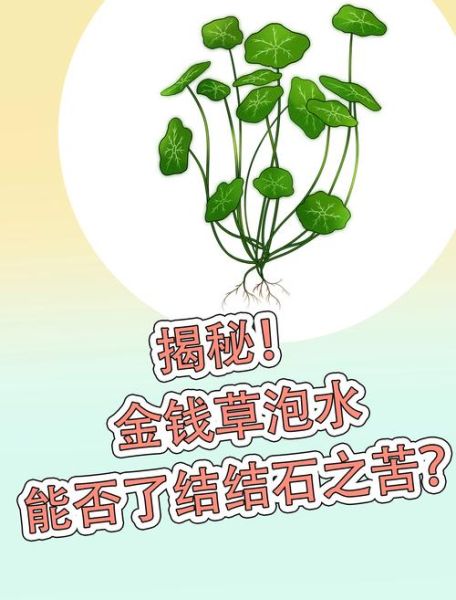 金钱草的功效与作用_金钱草泡水喝能排石吗-第1张图片-山城妙识 金钱草的功效与作用_金钱草泡水喝能排石吗-第1张图片-山城妙识