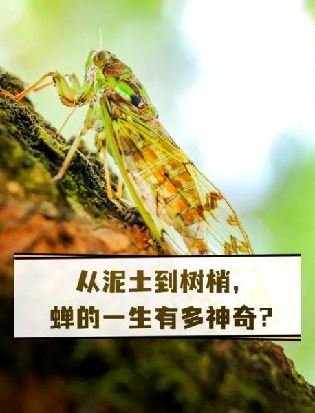 知了能活多久_知了寿命有多长-第1张图片-山城妙识 知了能活多久_知了寿命有多长-第1张图片-山城妙识