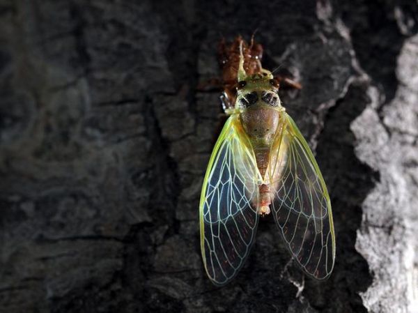 知了能活多久_知了寿命有多长-第2张图片-山城妙识 知了能活多久_知了寿命有多长-第2张图片-山城妙识