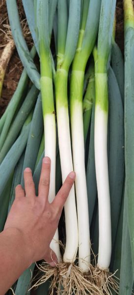 大葱图片大全大图高清_如何挑选新鲜大葱-第2张图片-山城妙识 大葱图片大全大图高清_如何挑选新鲜大葱-第2张图片-山城妙识