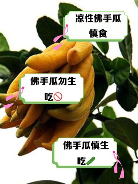 佛手瓜能生吃吗_佛手瓜怎么吃才脆甜-第2张图片-山城妙识 佛手瓜能生吃吗_佛手瓜怎么吃才脆甜-第2张图片-山城妙识