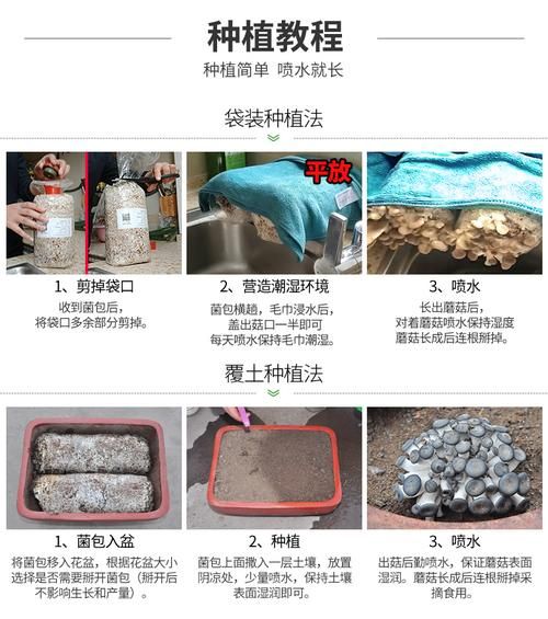 平菇菌种怎么培育_平菇菌种培育方法-第1张图片-山城妙识 平菇菌种怎么培育_平菇菌种培育方法-第1张图片-山城妙识