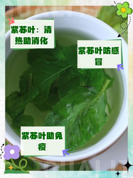 紫苏叶晒干有什么功效_紫苏叶晒干后怎么泡水喝-第3张图片-山城妙识 紫苏叶晒干有什么功效_紫苏叶晒干后怎么泡水喝-第3张图片-山城妙识