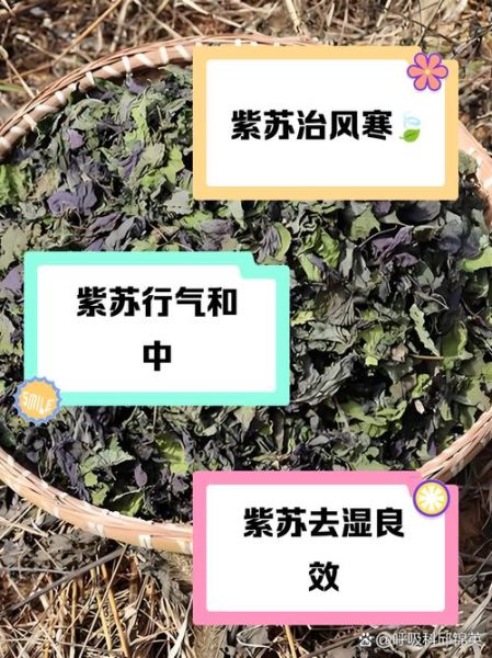 紫苏叶晒干有什么功效_紫苏叶晒干后怎么泡水喝-第2张图片-山城妙识 紫苏叶晒干有什么功效_紫苏叶晒干后怎么泡水喝-第2张图片-山城妙识
