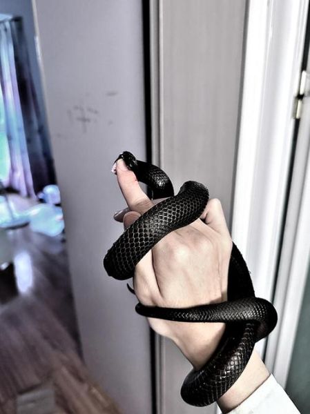 王锦蛇吃五步蛇图片_五步蛇被吃真相-第1张图片-山城妙识 王锦蛇吃五步蛇图片_五步蛇被吃真相-第1张图片-山城妙识