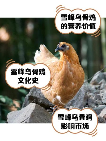 雪峰乌骨鸡多少钱一只_怎么挑选正宗雪峰乌骨鸡-第1张图片-山城妙识 雪峰乌骨鸡多少钱一只_怎么挑选正宗雪峰乌骨鸡-第1张图片-山城妙识