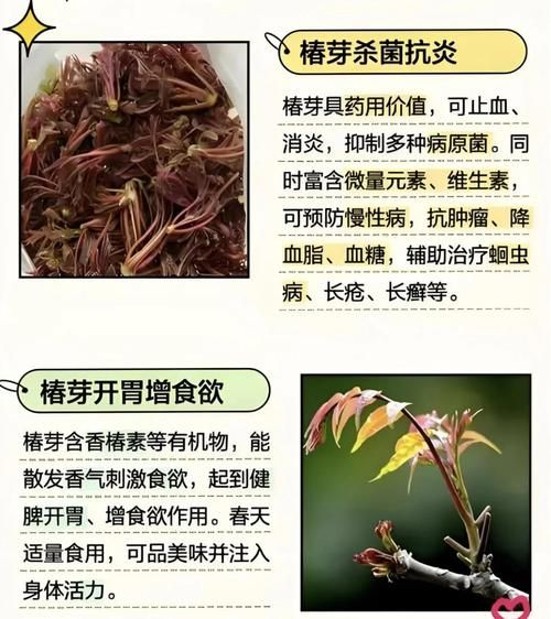 香椿芽的营养价值_香椿芽的药用价值-第3张图片-山城妙识 香椿芽的营养价值_香椿芽的药用价值-第3张图片-山城妙识