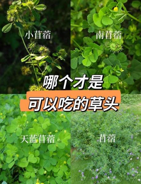苜蓿哪些人不能吃_苜蓿禁忌人群有哪些-第3张图片-山城妙识 苜蓿哪些人不能吃_苜蓿禁忌人群有哪些-第3张图片-山城妙识