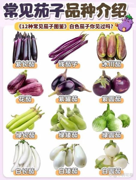 蔬菜品种大全有哪些_常见蔬菜名称怎么区分-第3张图片-山城妙识 蔬菜品种大全有哪些_常见蔬菜名称怎么区分-第3张图片-山城妙识