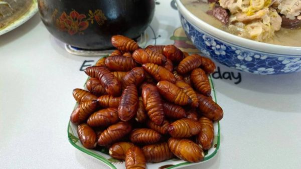 蚕蛹多久变成蛾_蚕蛹变蛾全过程-第1张图片-山城妙识 蚕蛹多久变成蛾_蚕蛹变蛾全过程-第1张图片-山城妙识