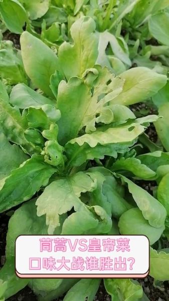 皇帝菜和茼蒿的区别_皇帝菜和茼蒿图片对比-第1张图片-山城妙识 皇帝菜和茼蒿的区别_皇帝菜和茼蒿图片对比-第1张图片-山城妙识