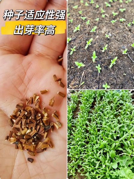 皇帝菜和茼蒿的区别_皇帝菜和茼蒿图片对比-第3张图片-山城妙识 皇帝菜和茼蒿的区别_皇帝菜和茼蒿图片对比-第3张图片-山城妙识
