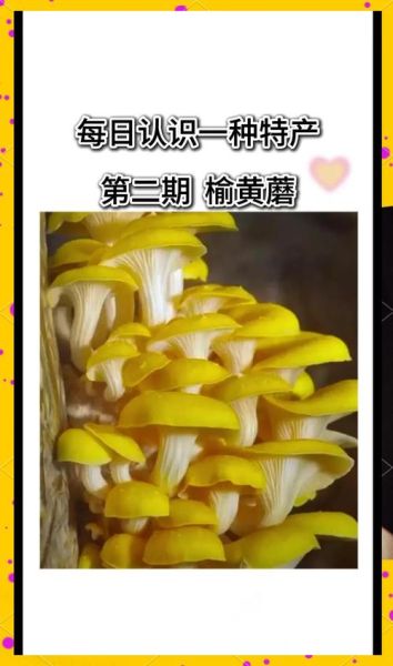 黄蘑菇的功效与作用_黄蘑菇怎么吃最营养-第2张图片-山城妙识 黄蘑菇的功效与作用_黄蘑菇怎么吃最营养-第2张图片-山城妙识