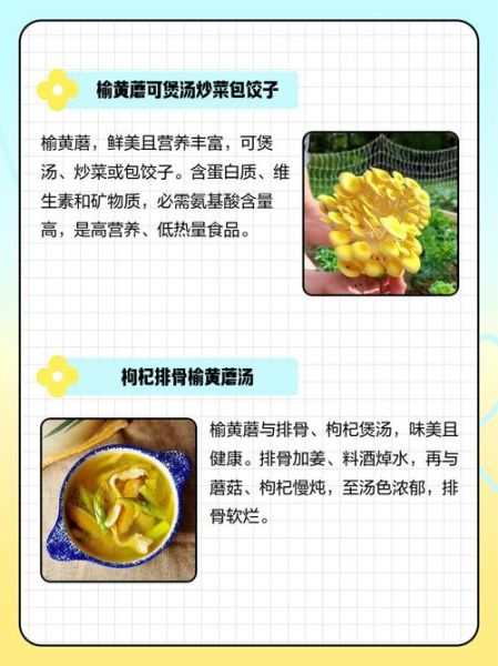 黄蘑菇的功效与作用_黄蘑菇怎么吃最营养-第1张图片-山城妙识 黄蘑菇的功效与作用_黄蘑菇怎么吃最营养-第1张图片-山城妙识