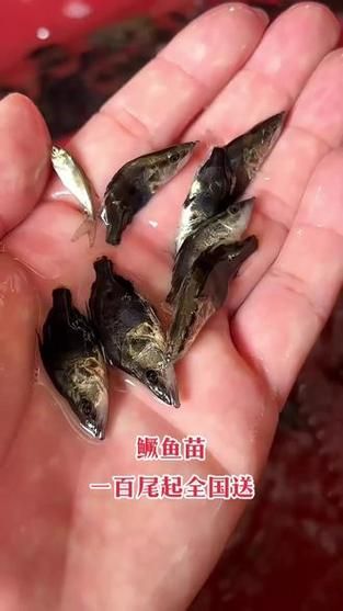 季花鱼和桂鱼的区别_哪个更好吃-第3张图片-山城妙识 季花鱼和桂鱼的区别_哪个更好吃-第3张图片-山城妙识