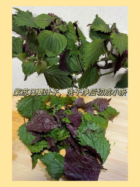 鲜紫苏叶怎么吃最好_鲜紫苏叶最佳吃法-第3张图片-山城妙识 鲜紫苏叶怎么吃最好_鲜紫苏叶最佳吃法-第3张图片-山城妙识
