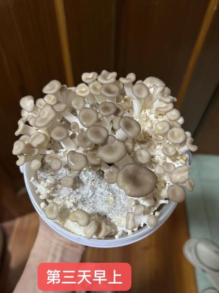 秀珍菇种植条件_秀珍菇怎么种-第1张图片-山城妙识 秀珍菇种植条件_秀珍菇怎么种-第1张图片-山城妙识