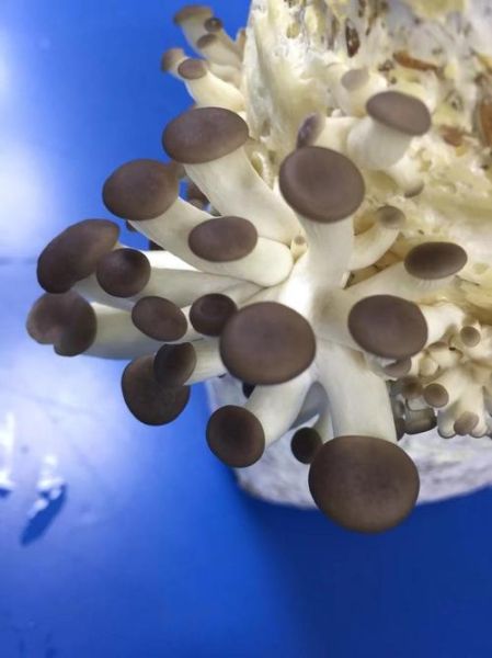 秀珍菇种植条件_秀珍菇怎么种-第3张图片-山城妙识 秀珍菇种植条件_秀珍菇怎么种-第3张图片-山城妙识