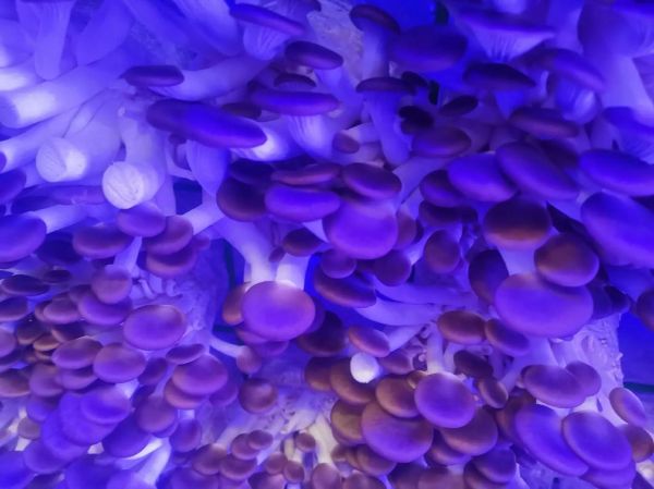 秀珍菇种植条件_秀珍菇怎么种-第2张图片-山城妙识 秀珍菇种植条件_秀珍菇怎么种-第2张图片-山城妙识