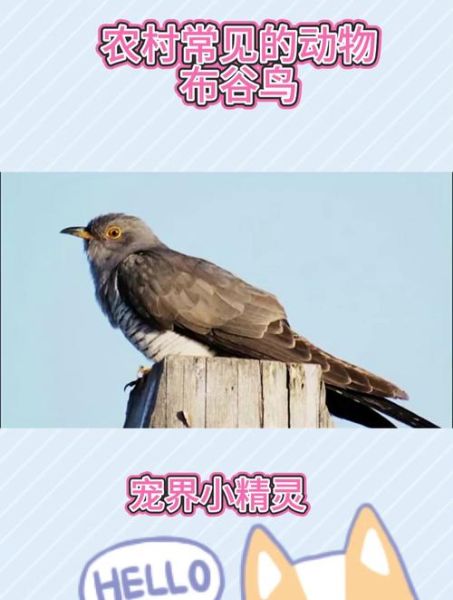 谷鸟水果的营养价值_谷鸟水果的功效与作用-第1张图片-山城妙识 谷鸟水果的营养价值_谷鸟水果的功效与作用-第1张图片-山城妙识